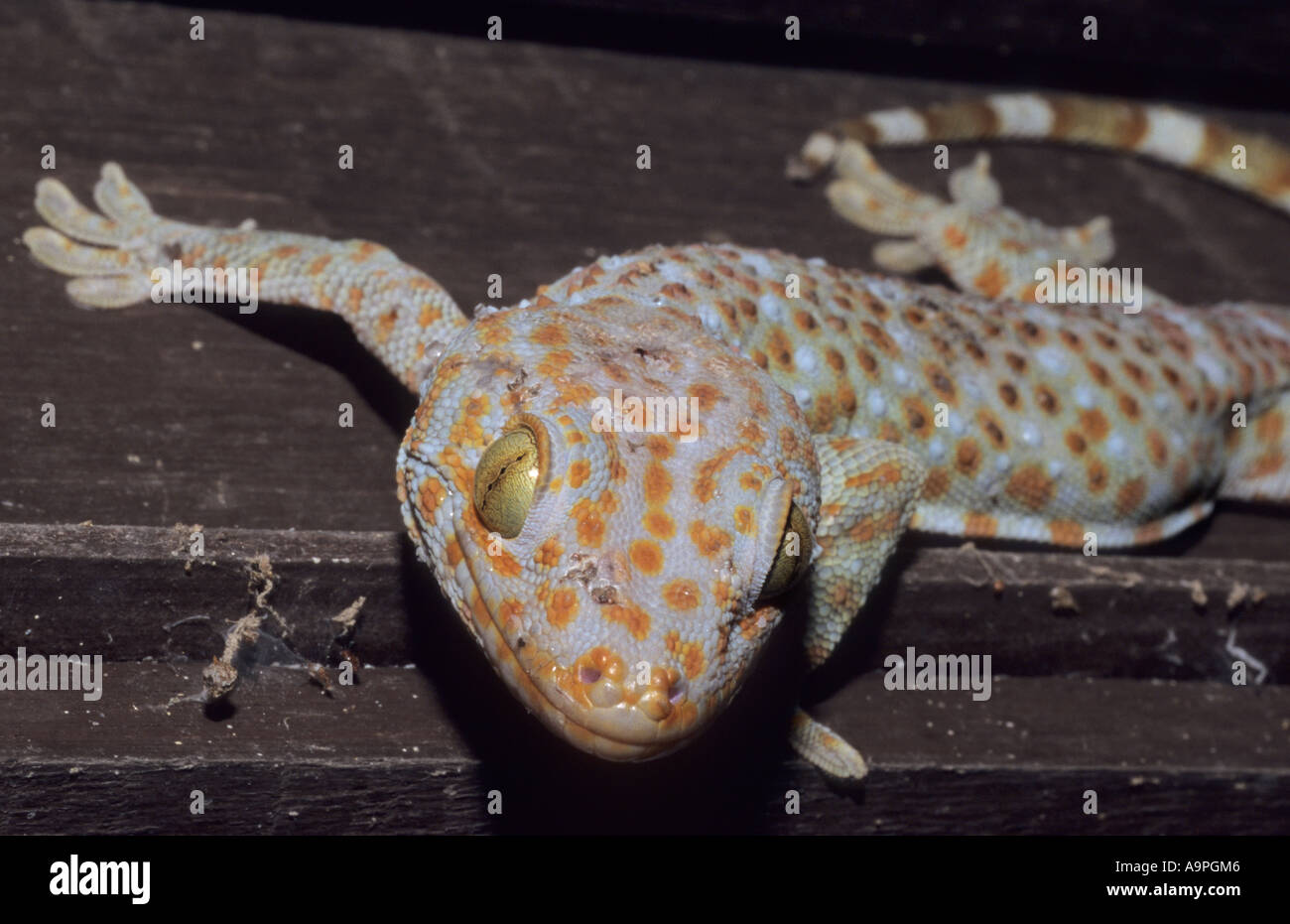 Gecko thailand house hi-res stock photography and images - Alamy