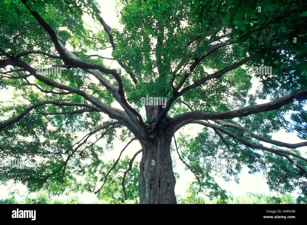 Canada Ontario Fonthill 450 year old Maple tree named the Comfort Maple ...