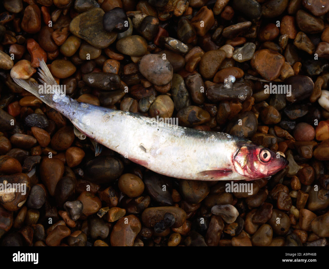 Dead fish washed up on shingle beach Stock Photo - Alamy