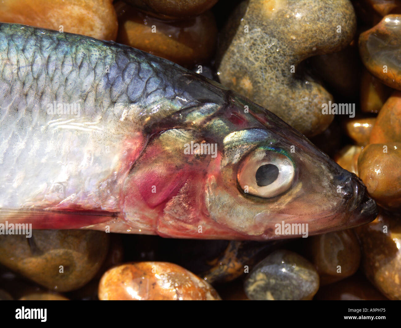 Washed up on the beach hi-res stock photography and images - Alamy