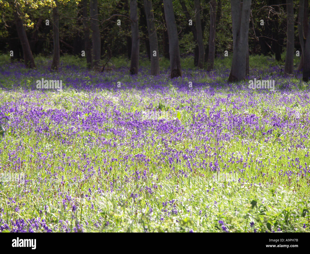 Butley bluebell woods Suffolk England Stock Photo - Alamy