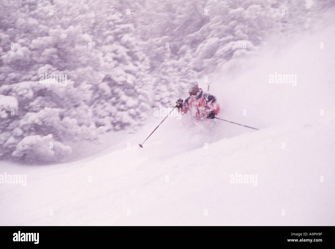 A blurry shot of a man skiing powder at Snowbird UT Stock Photo - Alamy