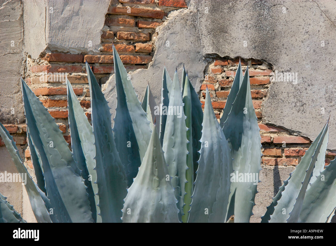Agave and brick wall at Mission San Miguel Archangel 16th California ...