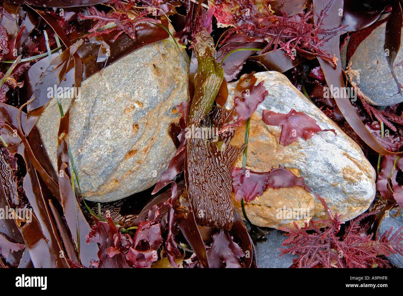 Rocks and kelp at Jade Cove Big Sur Coast California Stock Photo - Alamy