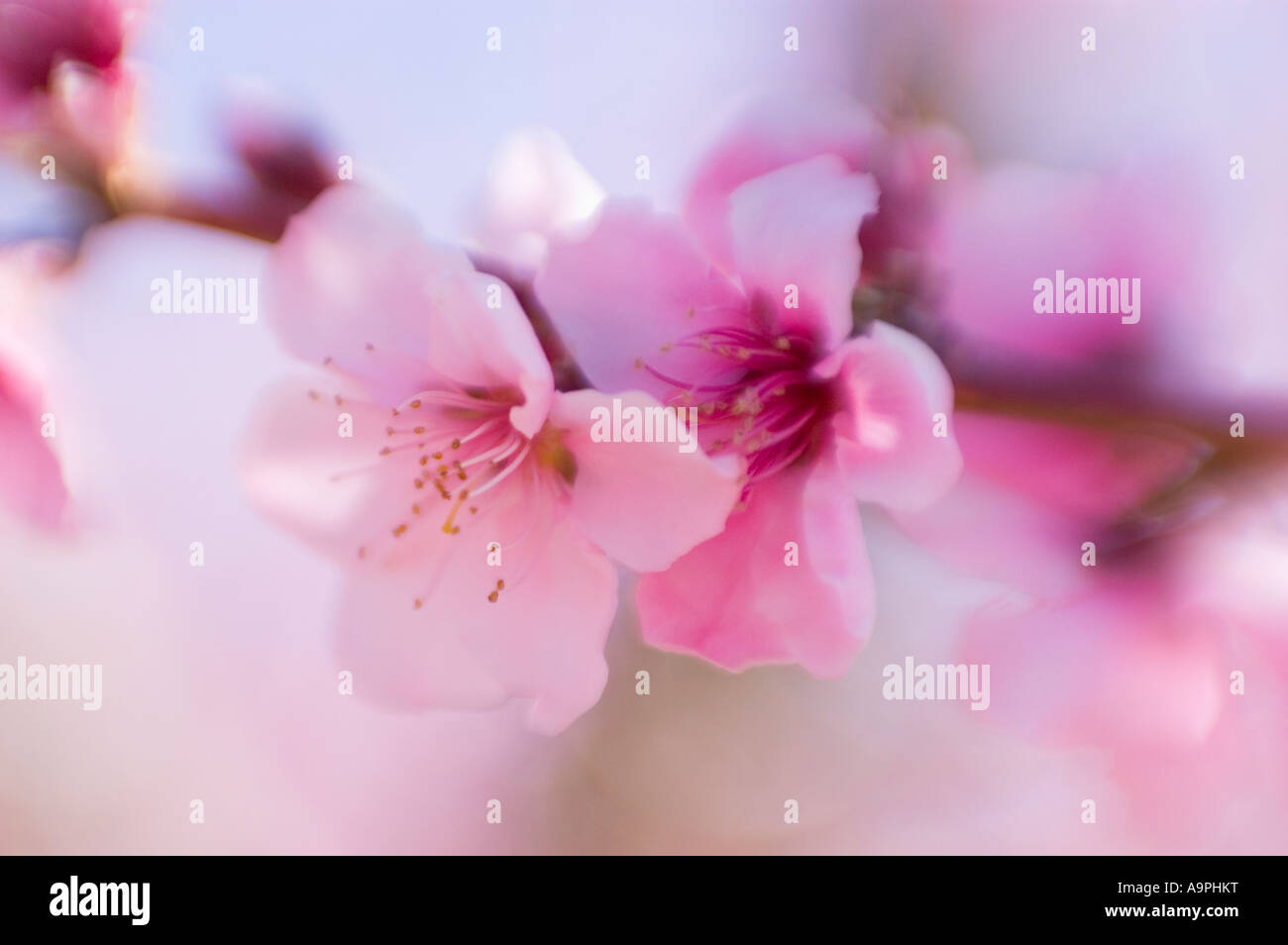 Apple blossoms Antelope Valley California Stock Photo - Alamy