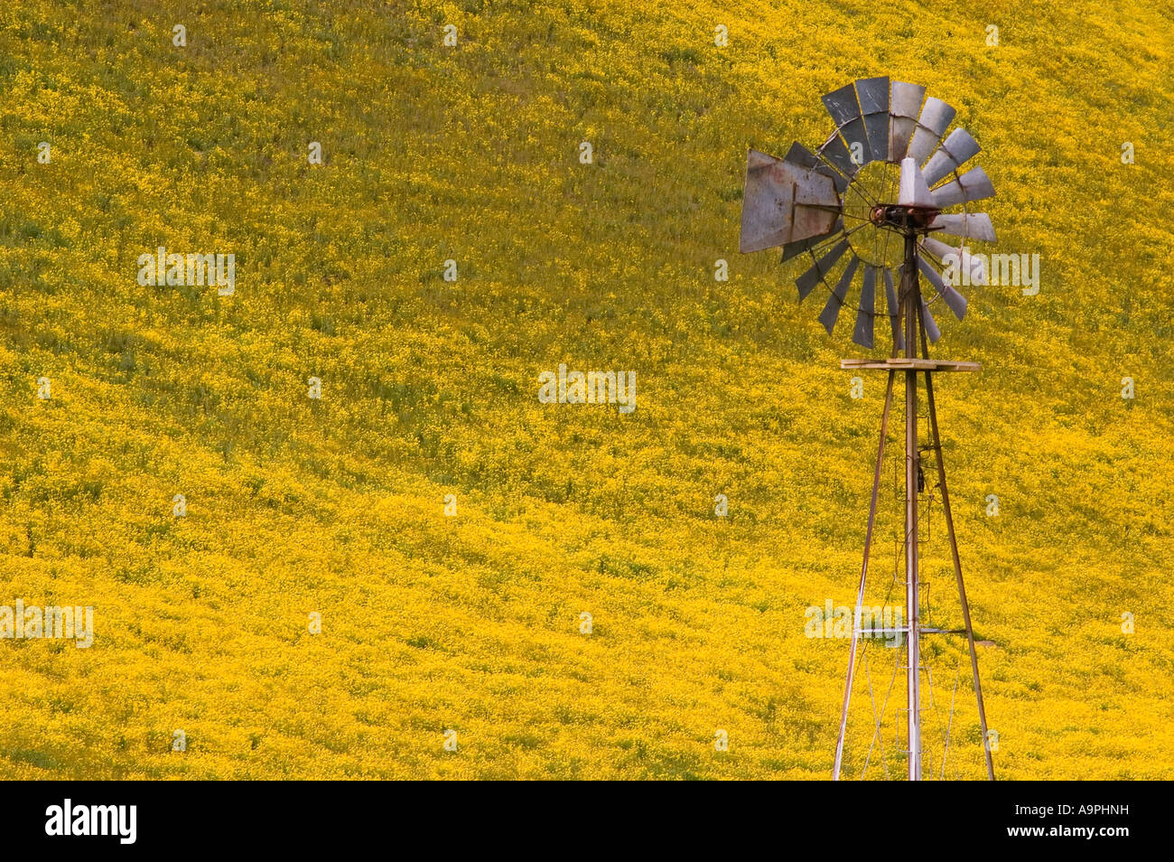 Old windmill against hillside covered in Goldfields Temblor Range ...