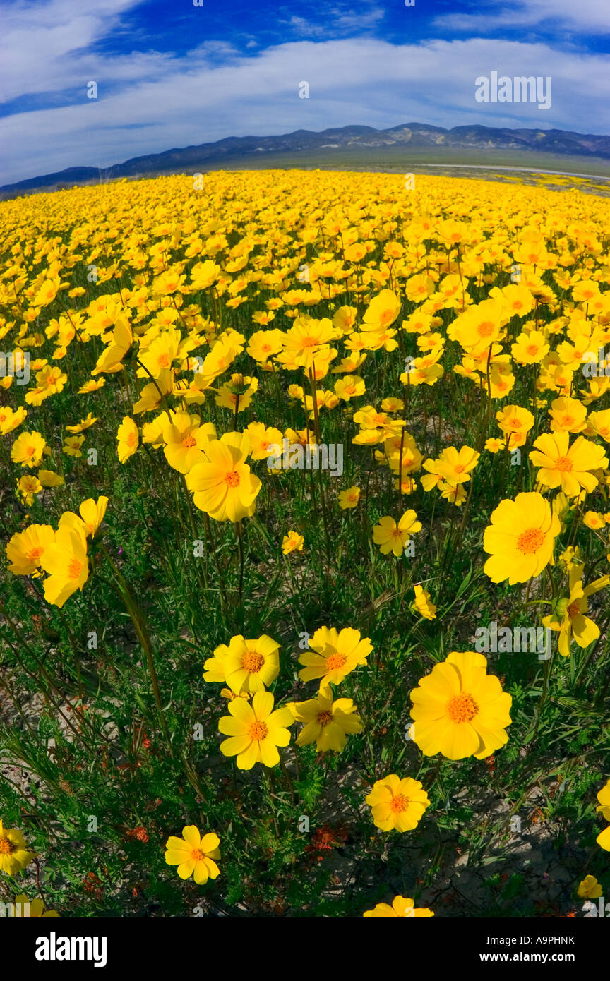 Goldfields Lasthenia californica along Soda Lake Carrizo Plain National ...