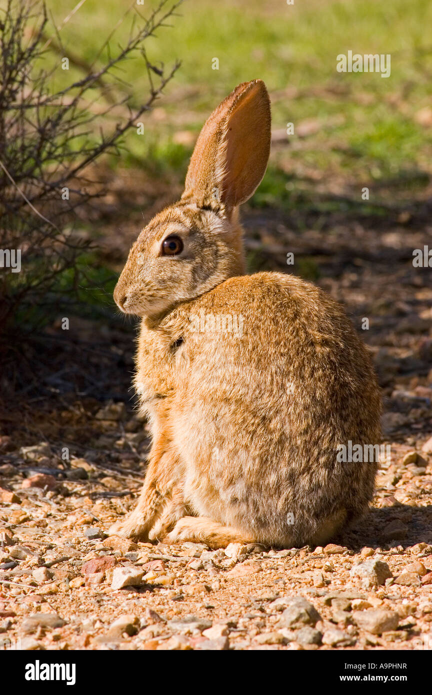 Desert cottontail rabbit Sylvilagus audubonii Carrizo Plain National ...
