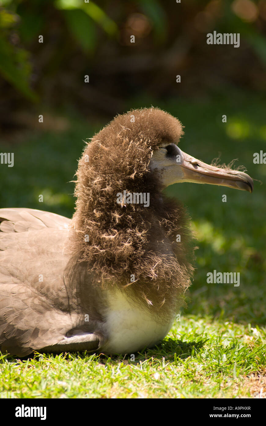 Albatross Island of Kauai Hawaii Stock Photo - Alamy