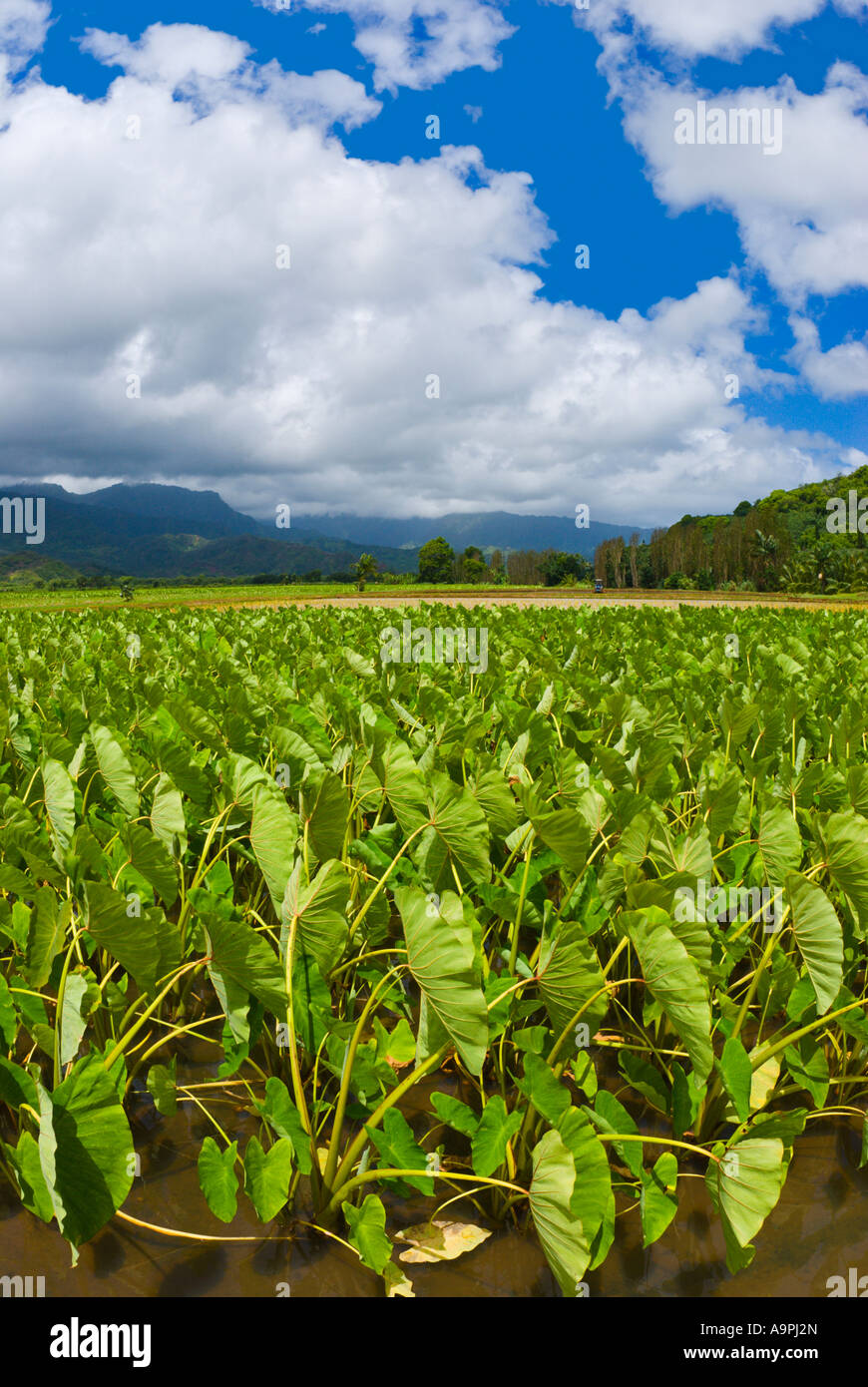 Taro fields in Hanalei Valley North Shore Island of Kauai Hawaii Stock ...