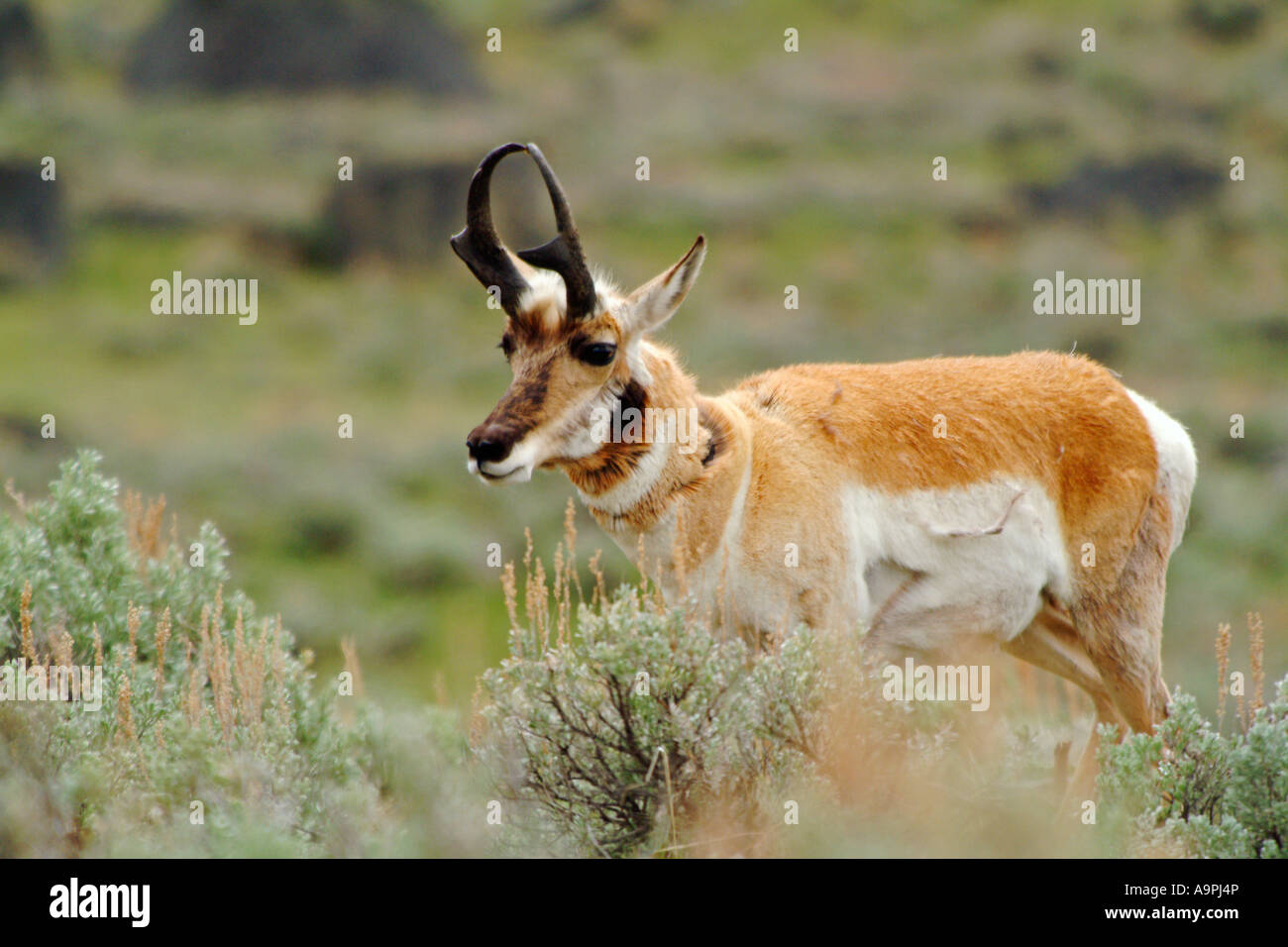 Pronghorn sheep hi-res stock photography and images - Alamy