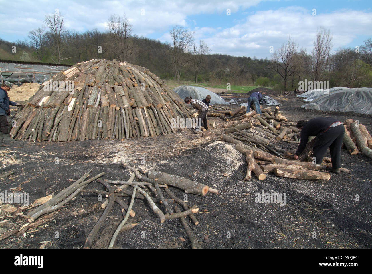 Soft timber log wood pole stacked into dome shape ready for covering ...