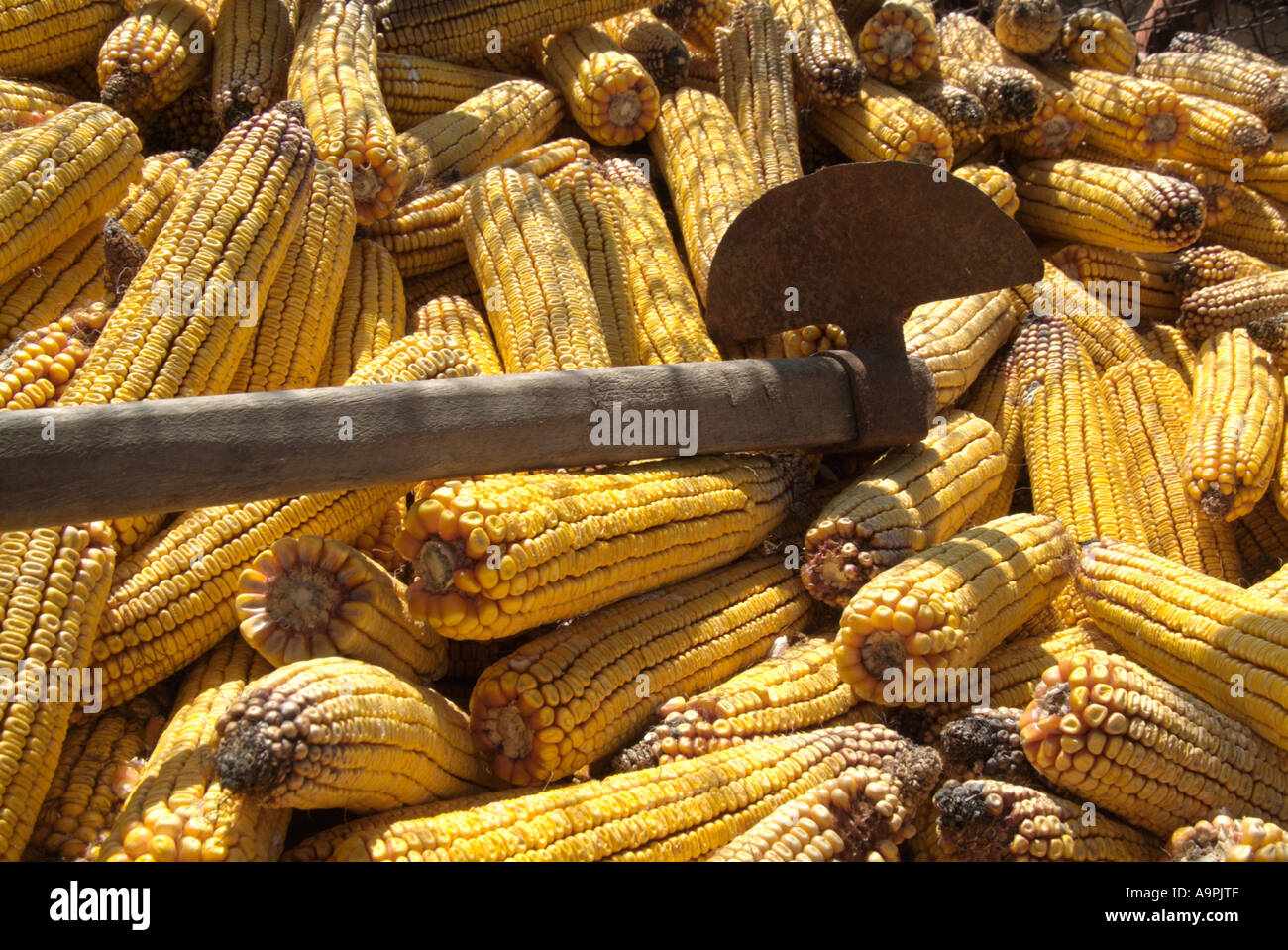 harvest animal feed maize corn yellow gold golden crop farm cob dry ...