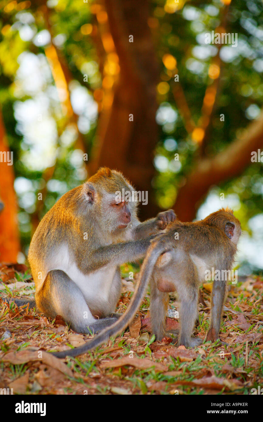 Muslim grooming hi-res stock photography and images - Alamy