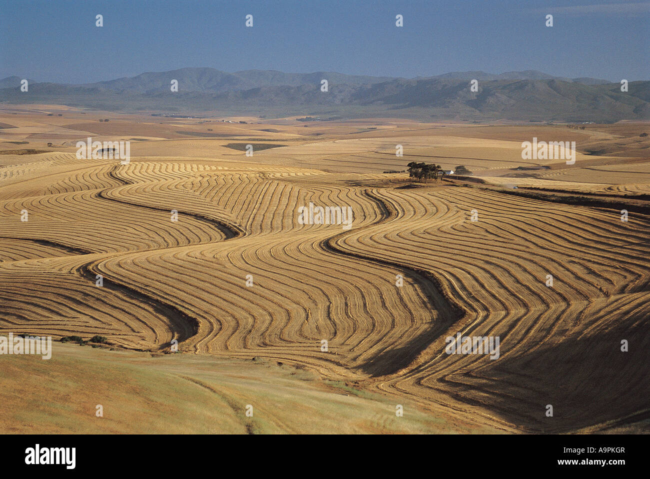 Mown Wheat fields Riviersonderend South Africa Stock Photo - Alamy