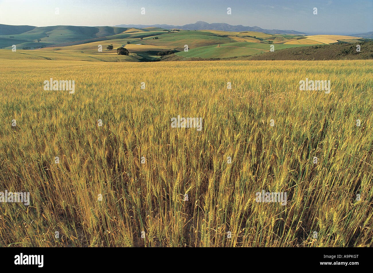 Barley fields hi-res stock photography and images - Alamy