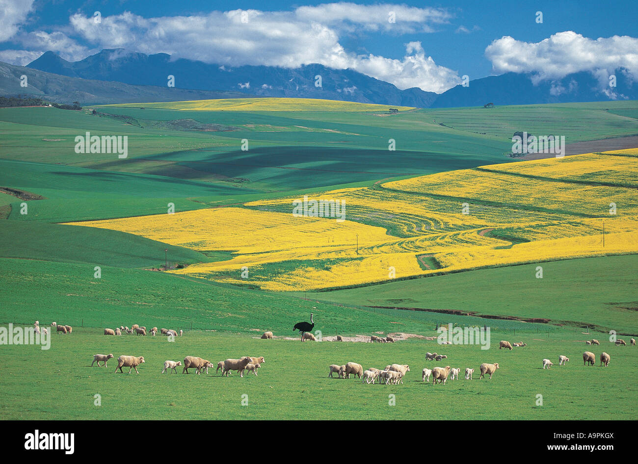 A huge extensive farm in Overberg Western Cape South Africa Stock Photo ...