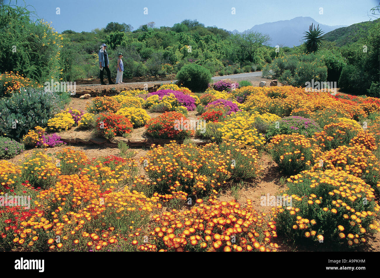 Spectacular display of flowers in Karoo Botanical Gardens Worcester ...