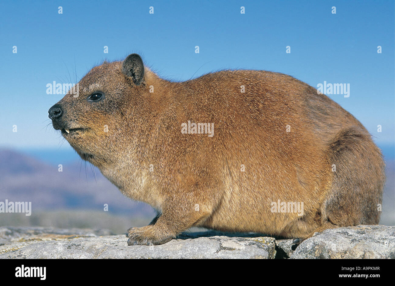 Cape town wildlife hi-res stock photography and images - Alamy