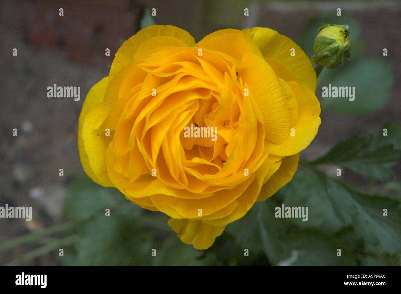 Ranunculas High Resolution Stock Photography and Images - Alamy