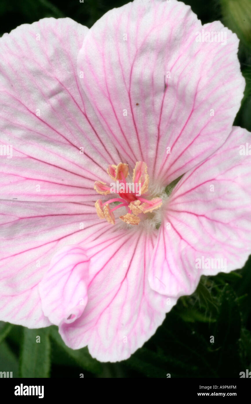 Geranium Sanguineum Striatum Stock Photos & Geranium Sanguineum ...