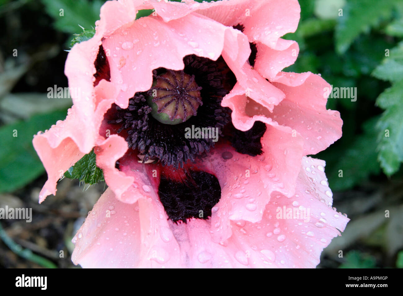 Papaveraceae pink poppy spring hardy garden herbaceous perennial hi-res ...
