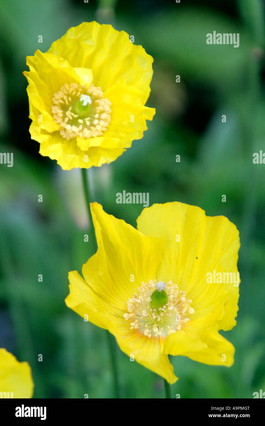 Meconopsis cambrica yellow form Stock Photo - Alamy