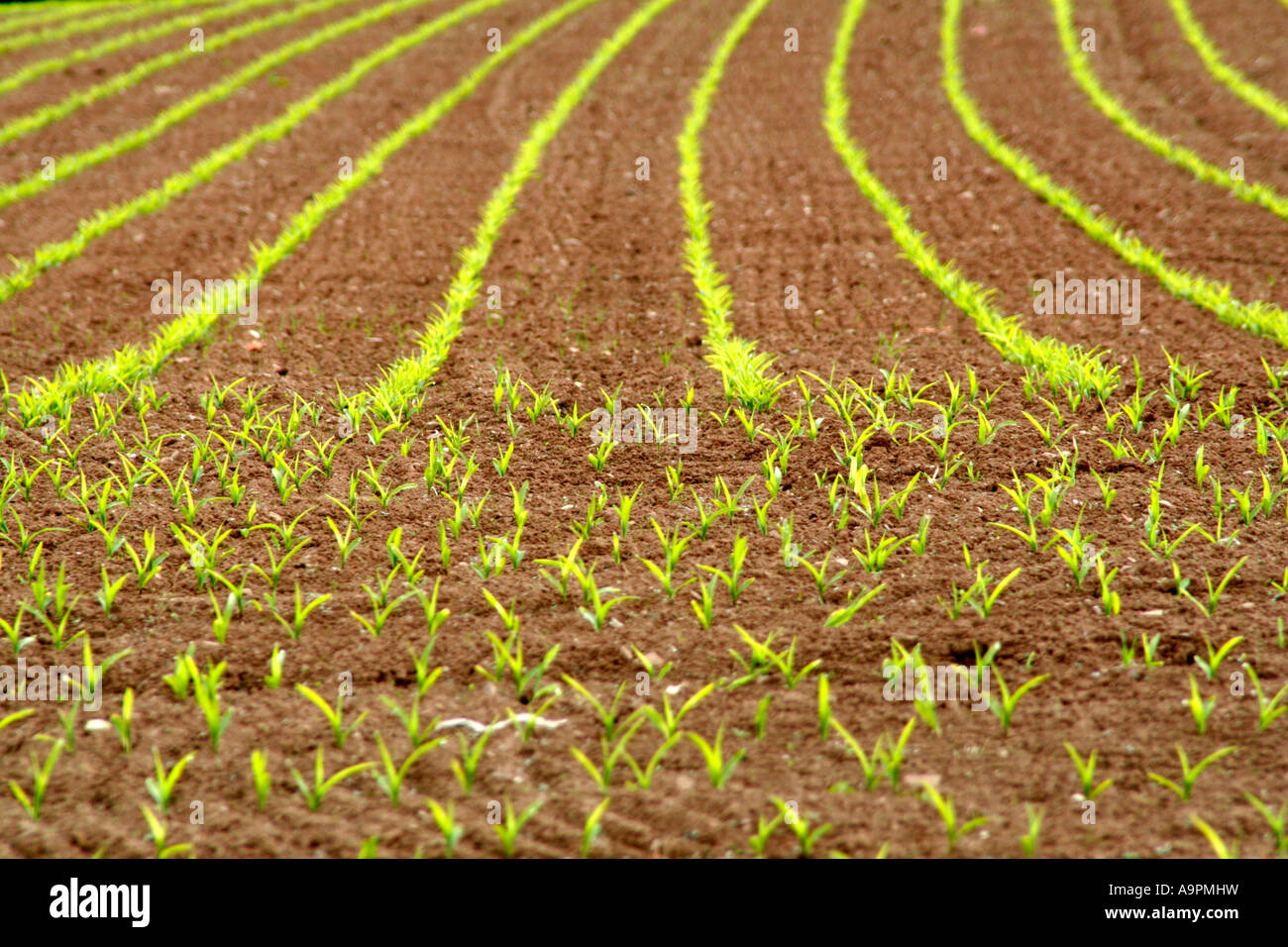 Newly emerged forage maize ar Crazelowman Tiverton Devon in late May ...
