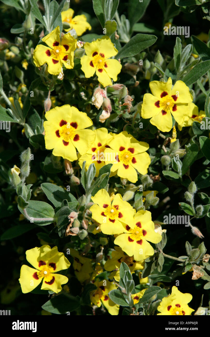 Halimium High Resolution Stock Photography and Images - Alamy