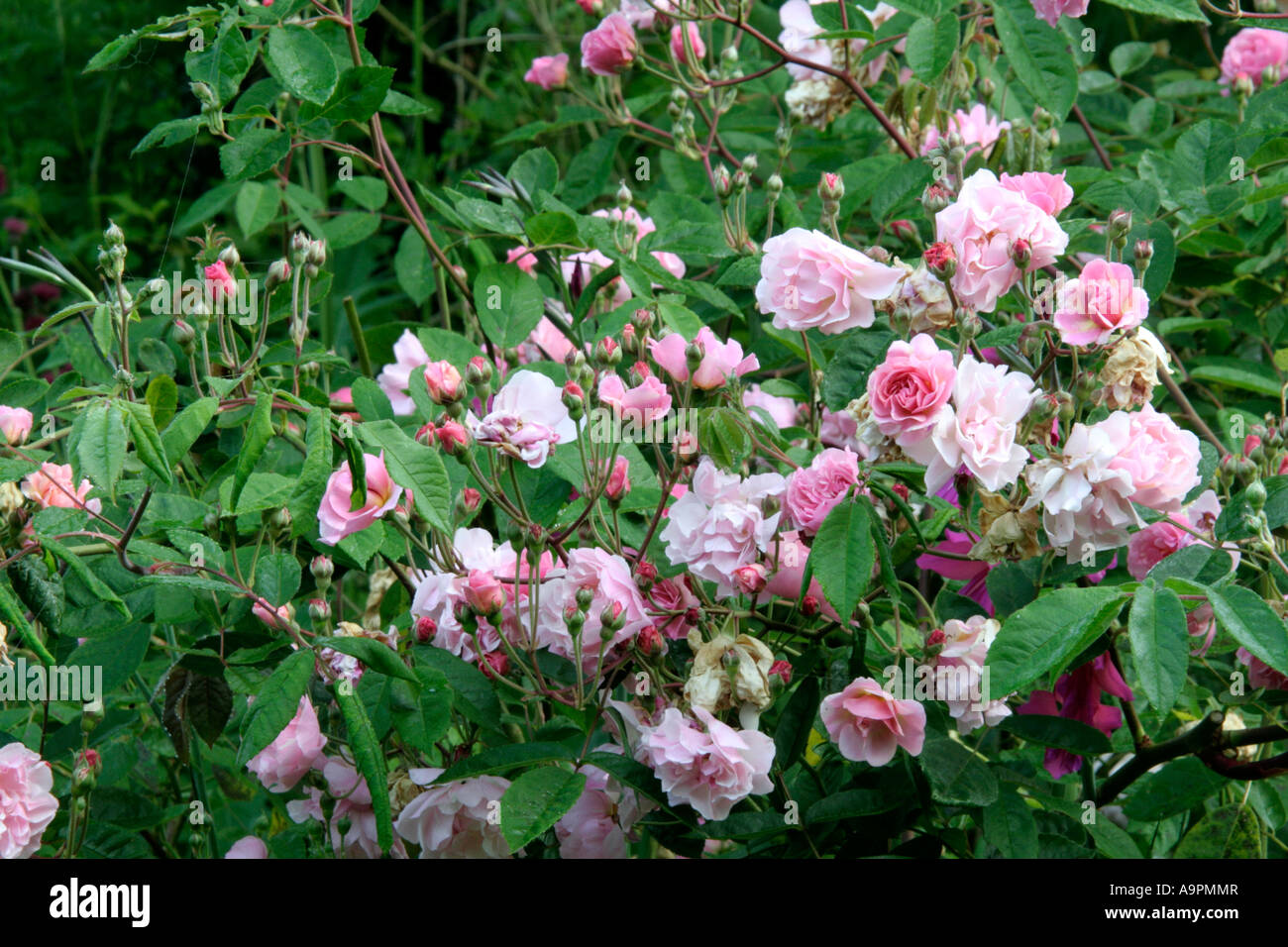 Hybrid musk rose Cornelia Stock Photo - Alamy