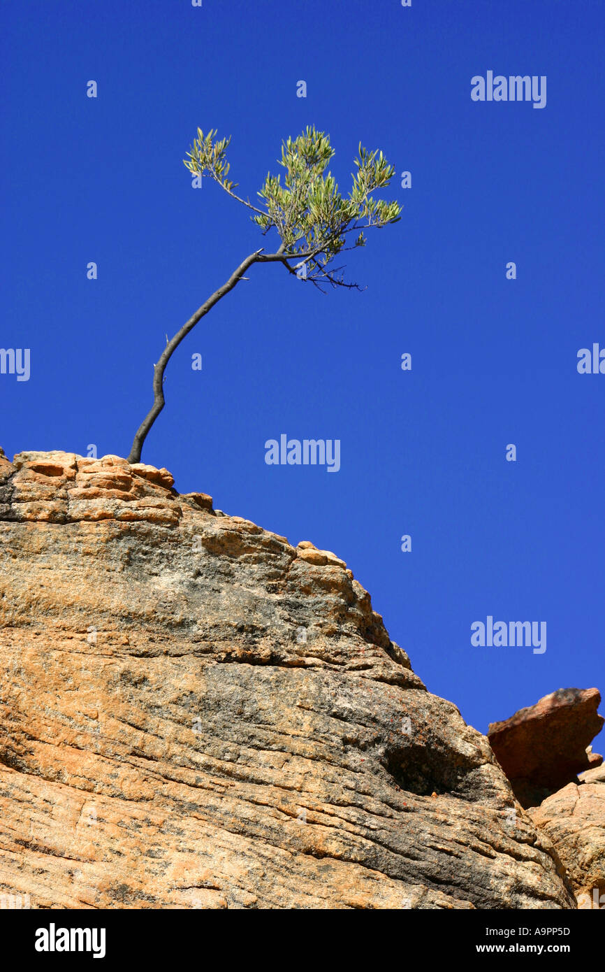 Tree growing out of a rock against an azure sky Stock Photo - Alamy
