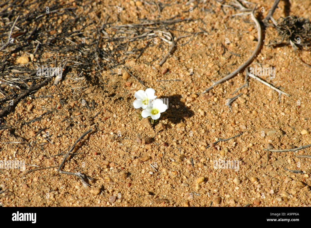 Survive white hi-res stock photography and images - Alamy