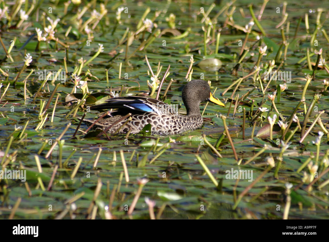 Duck and reeds hi-res stock photography and images - Alamy