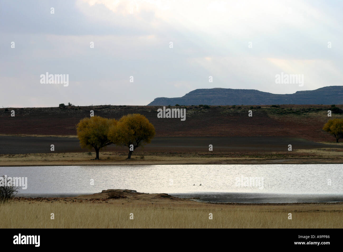 View of Farm Dam and Trees Stock Photo - Alamy