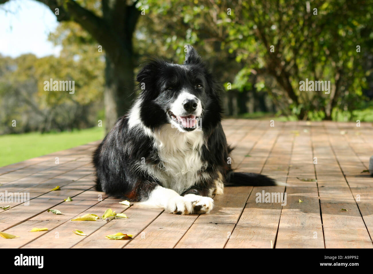 Border collie sheepdog hi-res stock photography and images - Alamy
