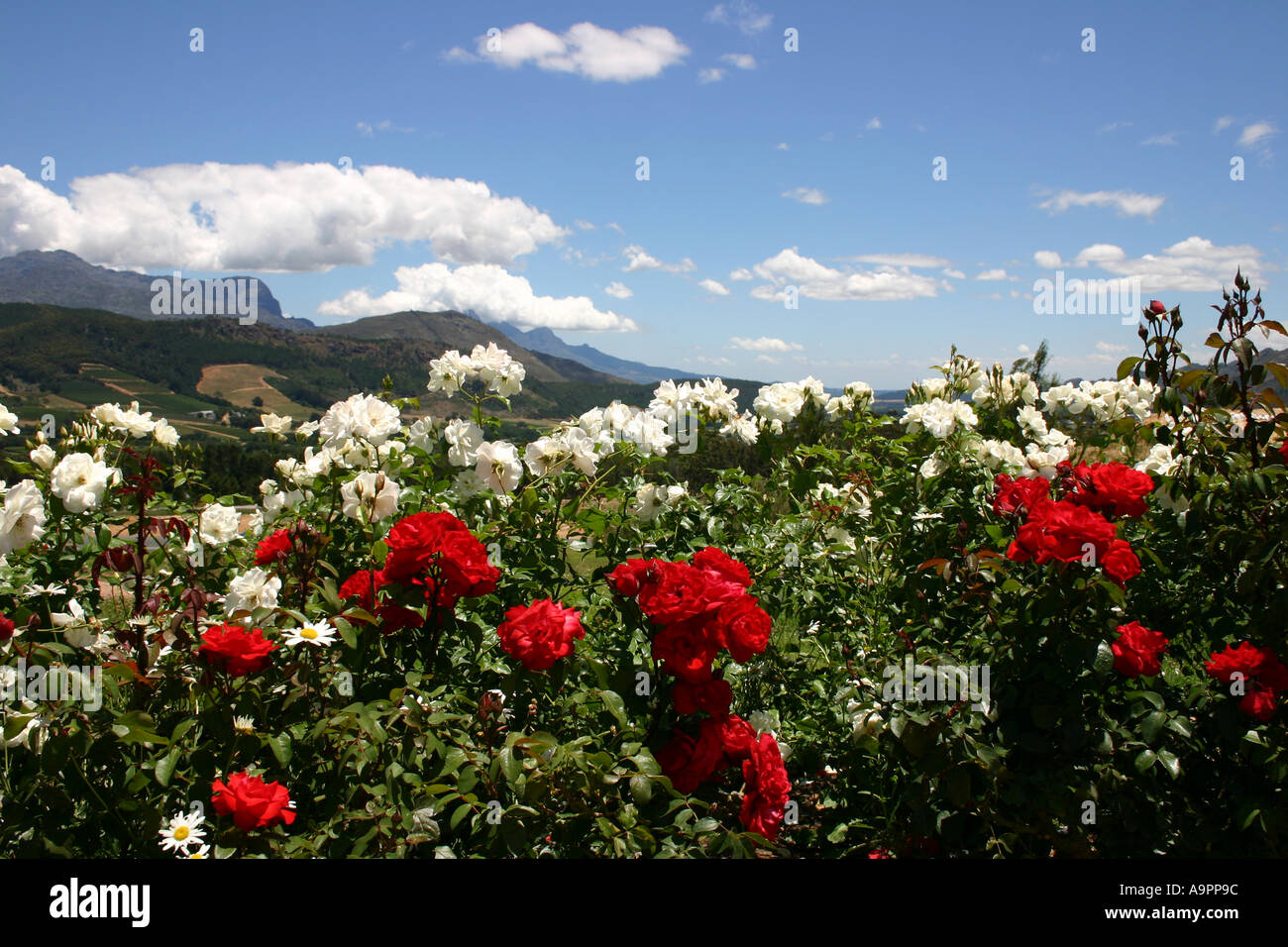 Valley of wine and roses hi-res stock photography and images - Alamy