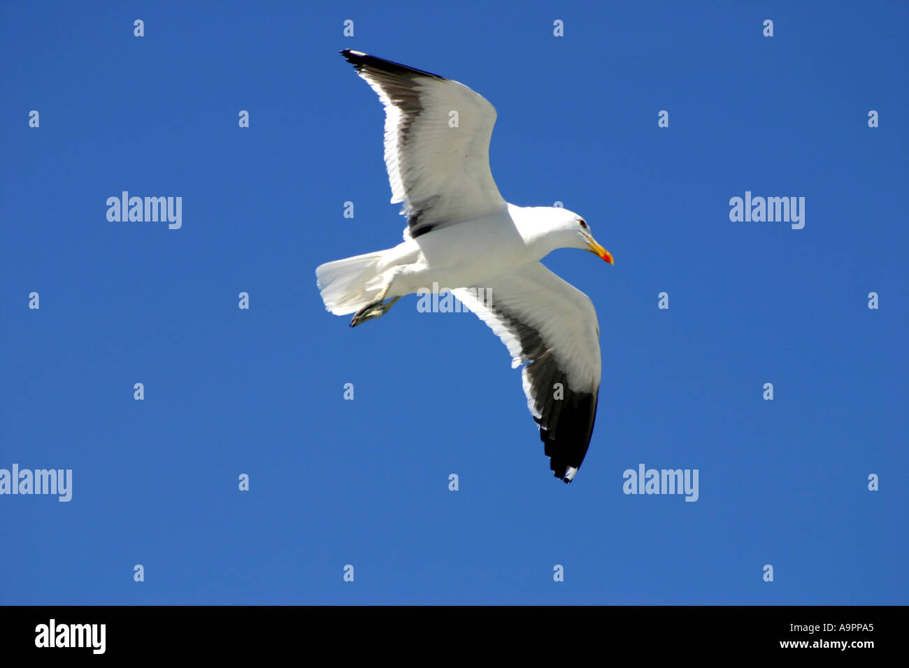 Cape Seagull against a blue sky 3 Stock Photo - Alamy