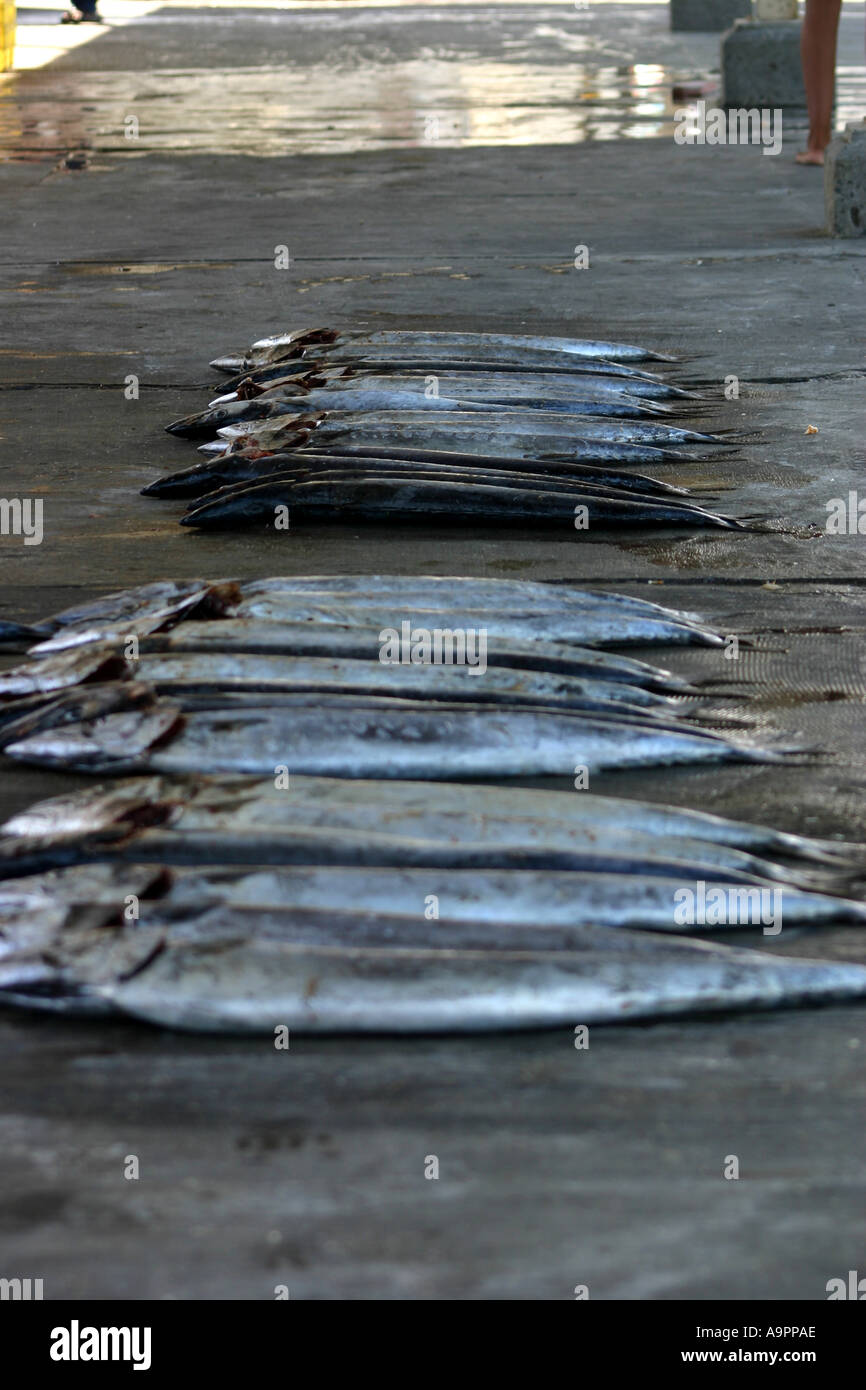 Snoek fish hi-res stock photography and images - Alamy