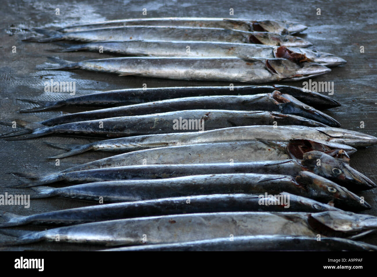 Snoek fish hi-res stock photography and images - Alamy