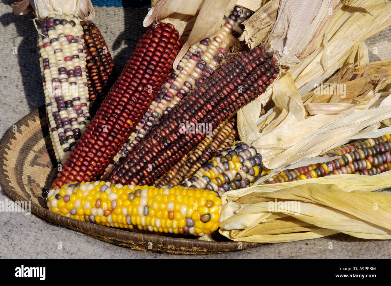 Muticolored maize a Native American staple crop. Digital photograph ...