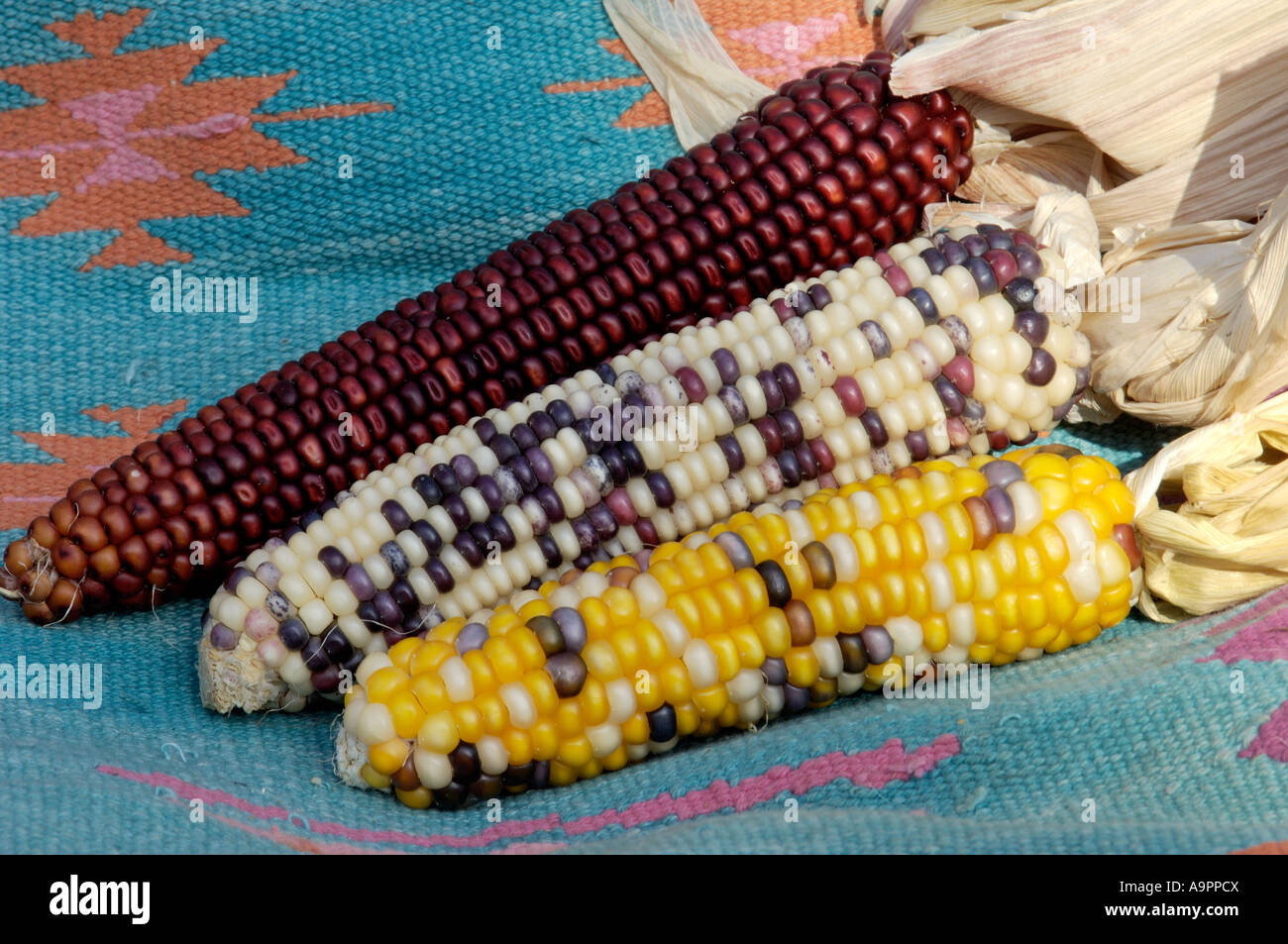 Muticolored maize a Native American staple crop. Digital photograph ...