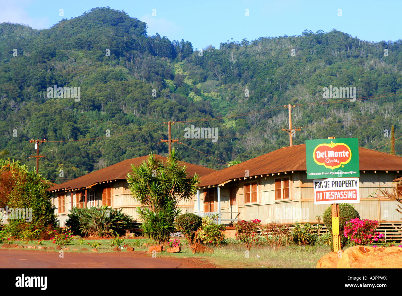 Del Monte pineapple plantation Oahu Hawaii Stock Photo - Alamy