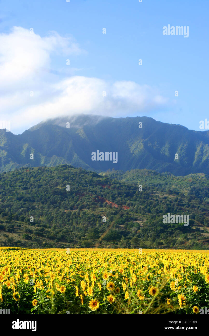 North Shore sunflower farm Oahu Hawaii Stock Photo - Alamy