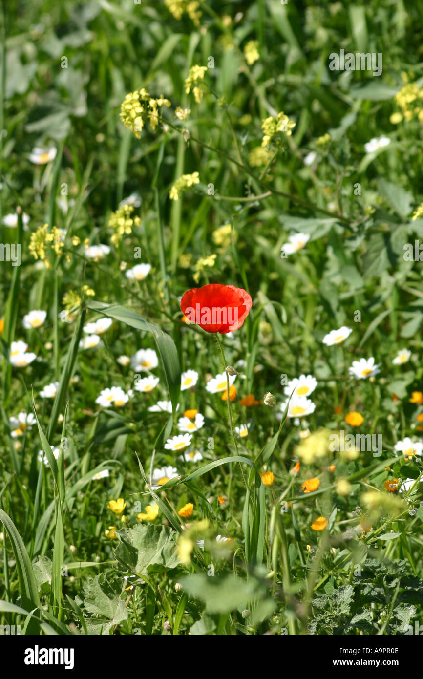 Single wild red poppy in field hi-res stock photography and images - Alamy