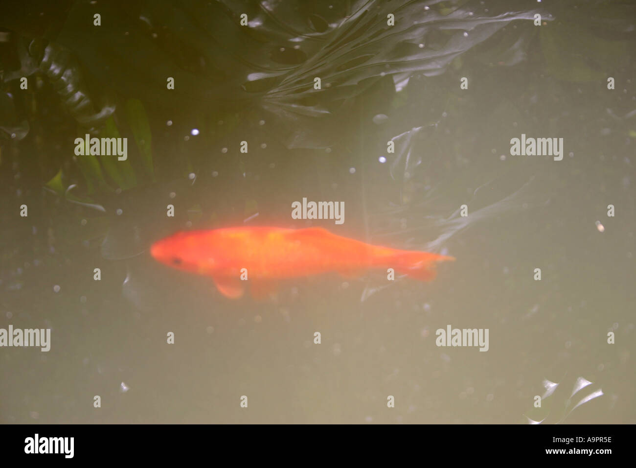 Gold fish in pond hi-res stock photography and images - Alamy