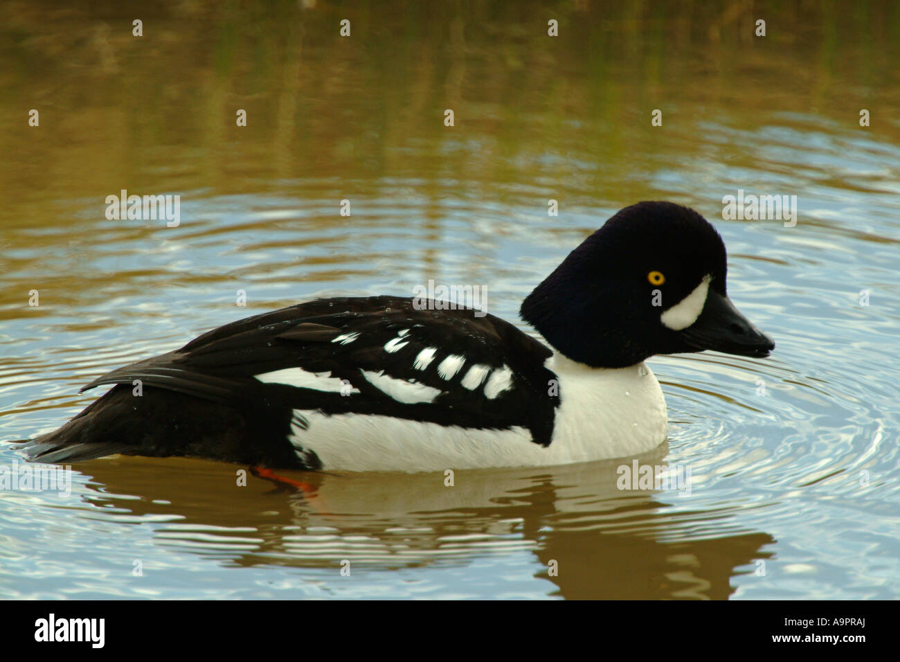 Barrow goldeneye hi-res stock photography and images - Alamy