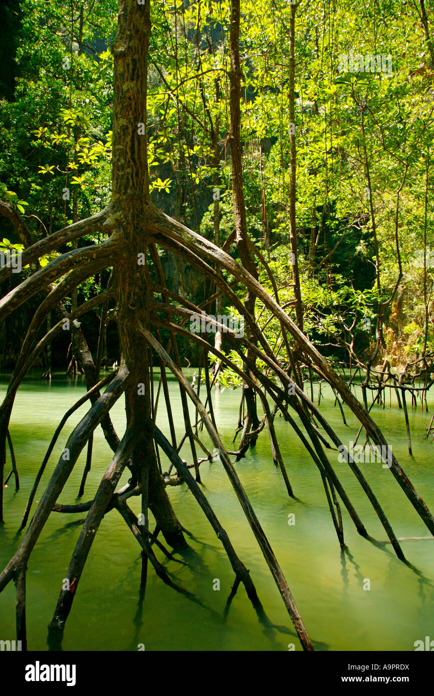 Mangroves inside a collapsed cave (hong), Ko (Koh) Phanak, Andaman Sea ...