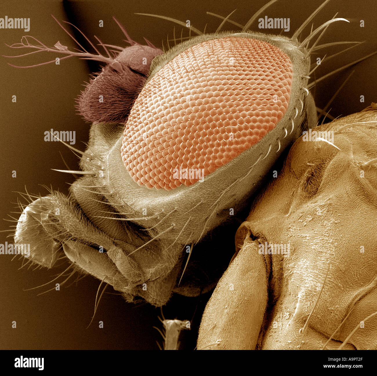 Microscopic Images Of Insects