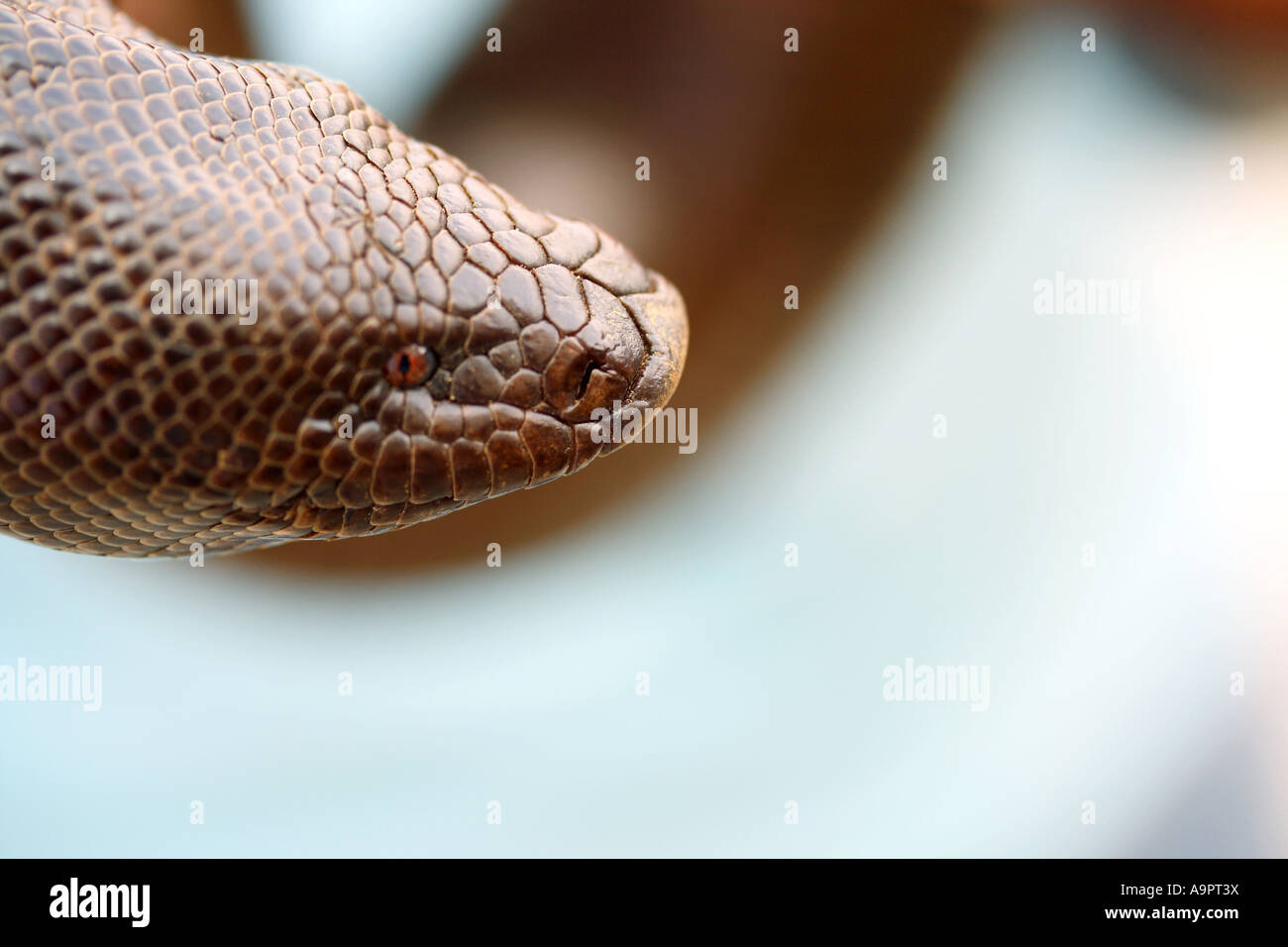 Double headed snake hi-res stock photography and images - Alamy
