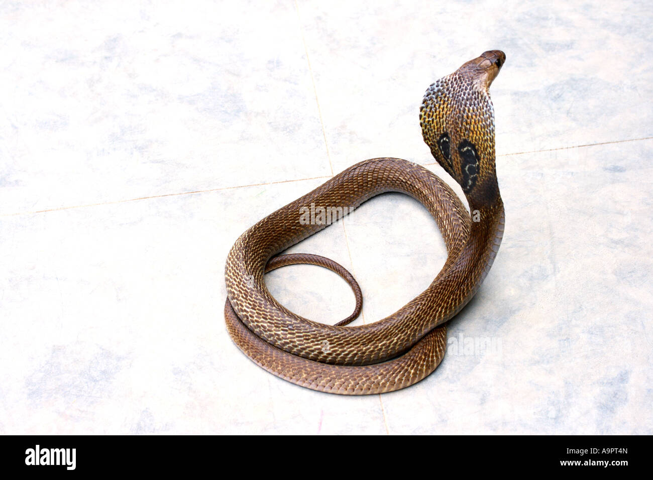 King Cobra Open Hood